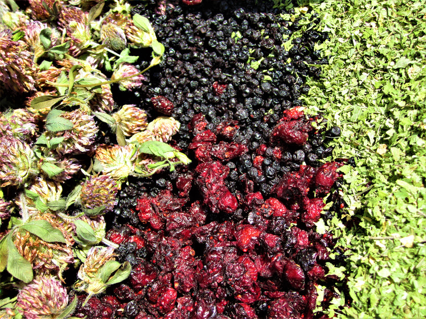 Loose Leaf vs. Tea Bags – Boreal Forest Teas